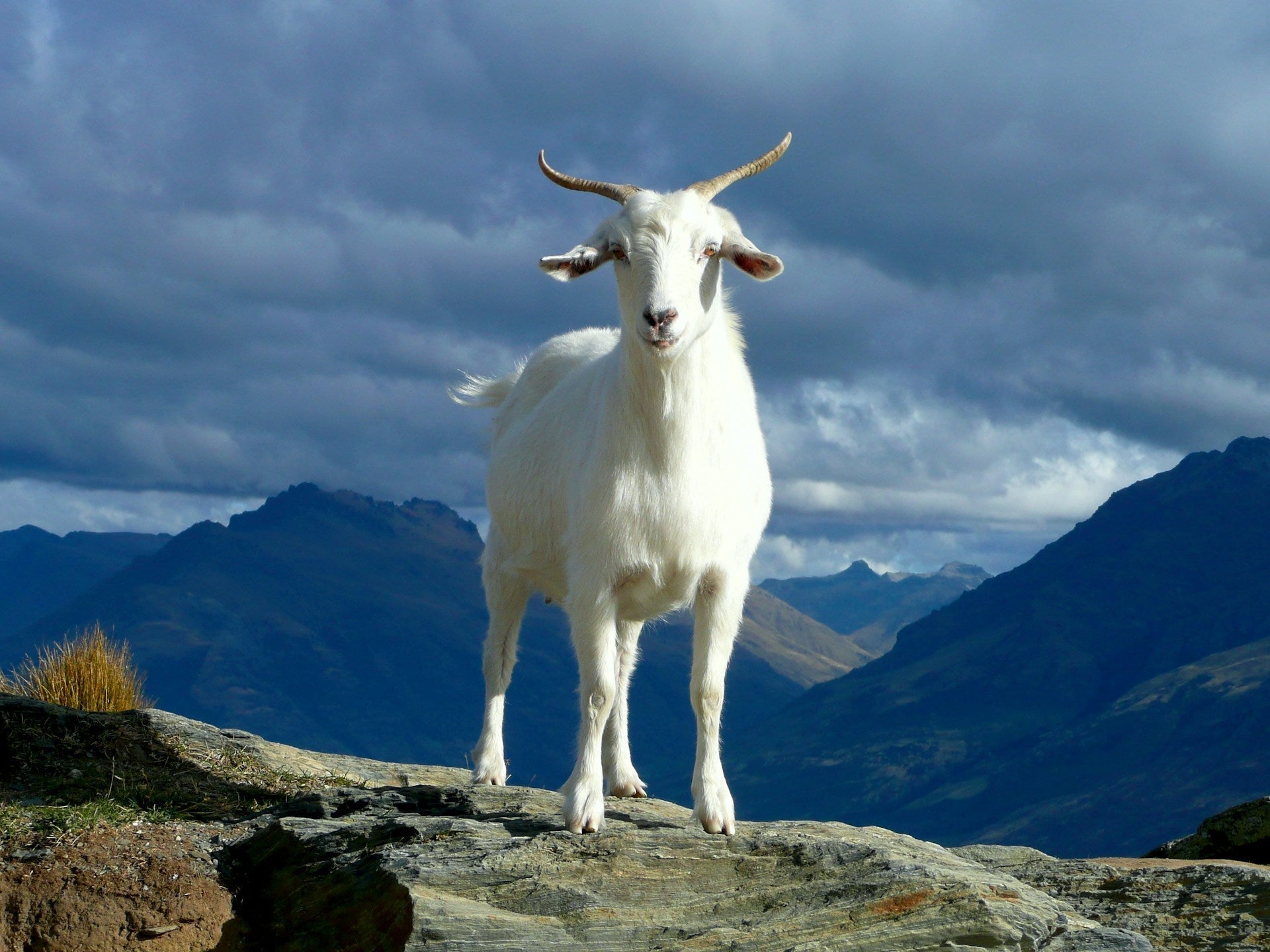 Goat 🐐 – 2026 Chinese Zodiac Horoscope – Planderful Shop